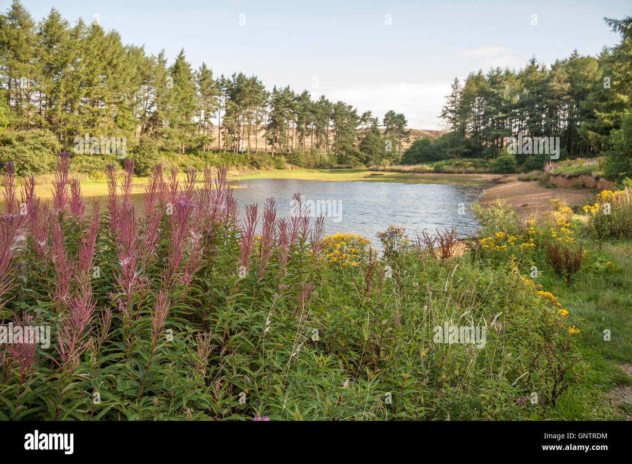 Cod beck reservoir, hi-res stock photography and images - Alamy