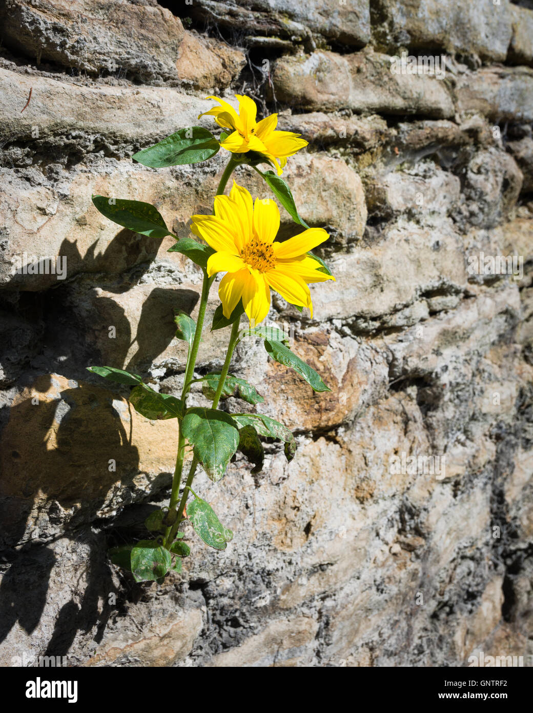 Sunflower growing from an old sandstone wall Stock Photo - Alamy