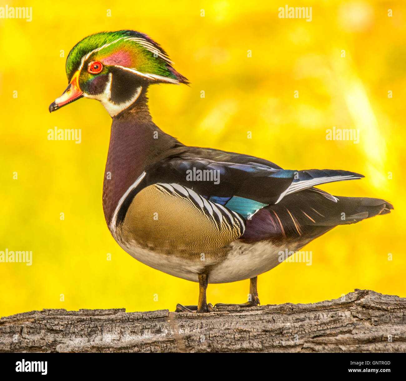 Male wood duck perched hi-res stock photography and images - Alamy