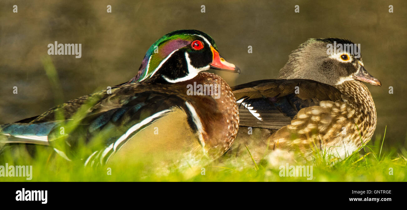 Drake wood ducks hi-res stock photography and images - Alamy