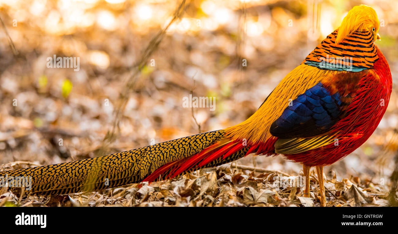 Chinese pheasant hi-res stock photography and images - Alamy