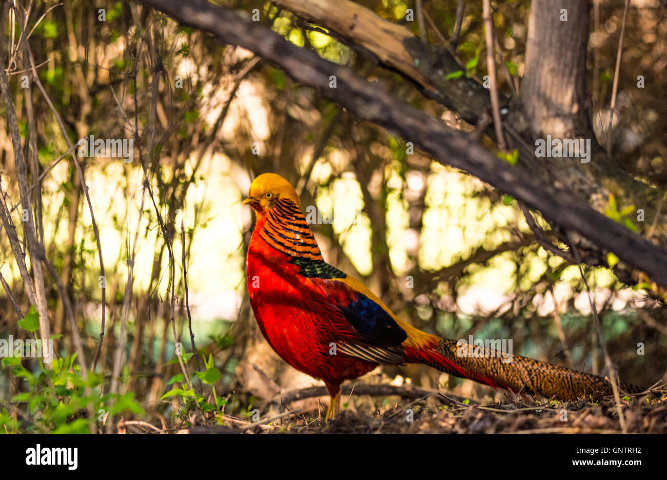 Chinese pheasant hi-res stock photography and images - Alamy
