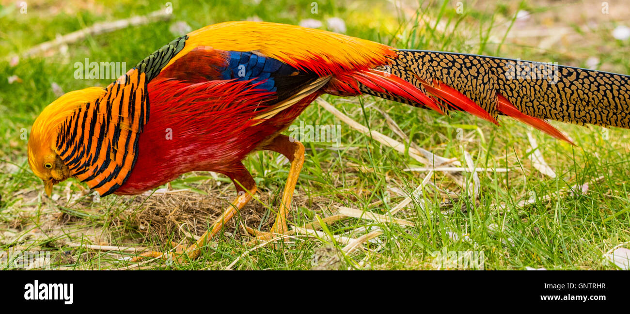 Chinese pheasant hi-res stock photography and images - Alamy