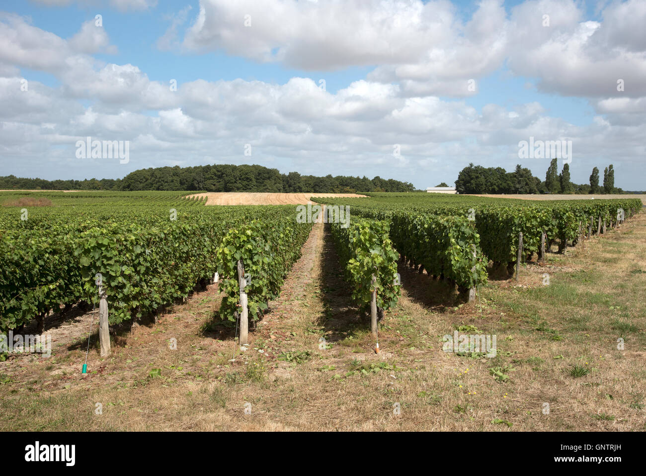 Vouvray Loire Valley France - Vineyard at Chancay in the Vouvray region ...