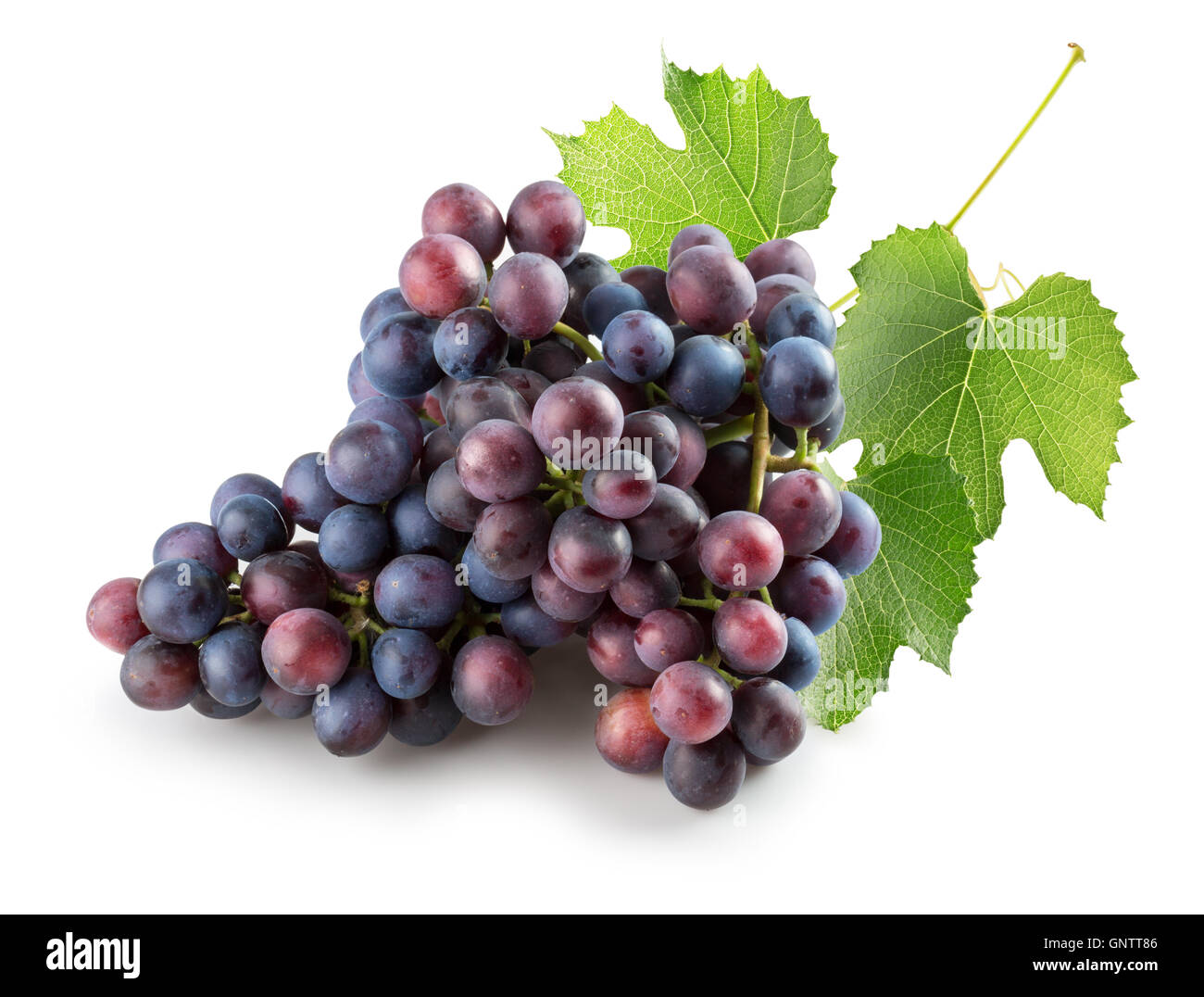 Grapes white background and leaf hi-res stock photography and images ...