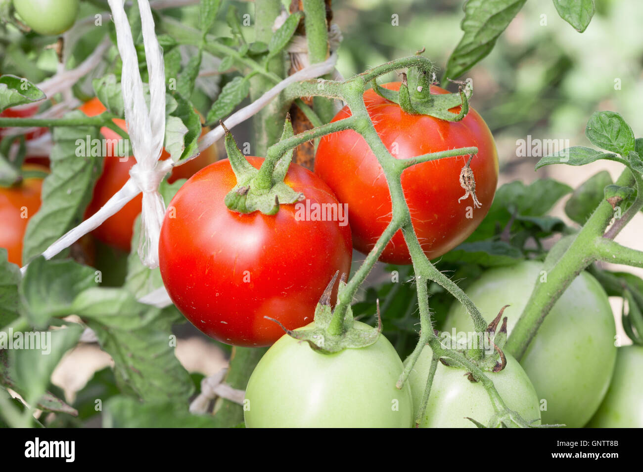 Close up of tomatoes background hi-res stock photography and images - Alamy