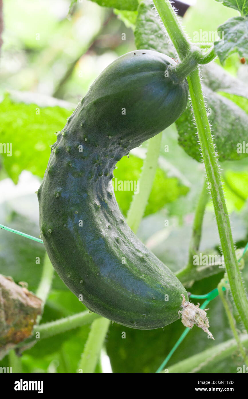 Cucumber up close hi-res stock photography and images - Alamy