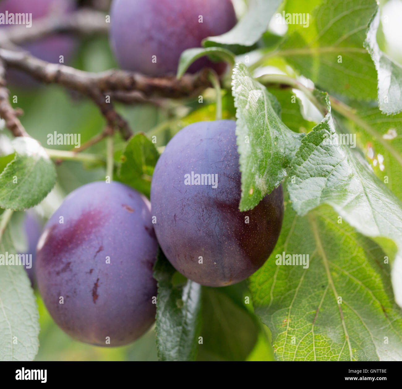 Growing plums hi-res stock photography and images - Alamy