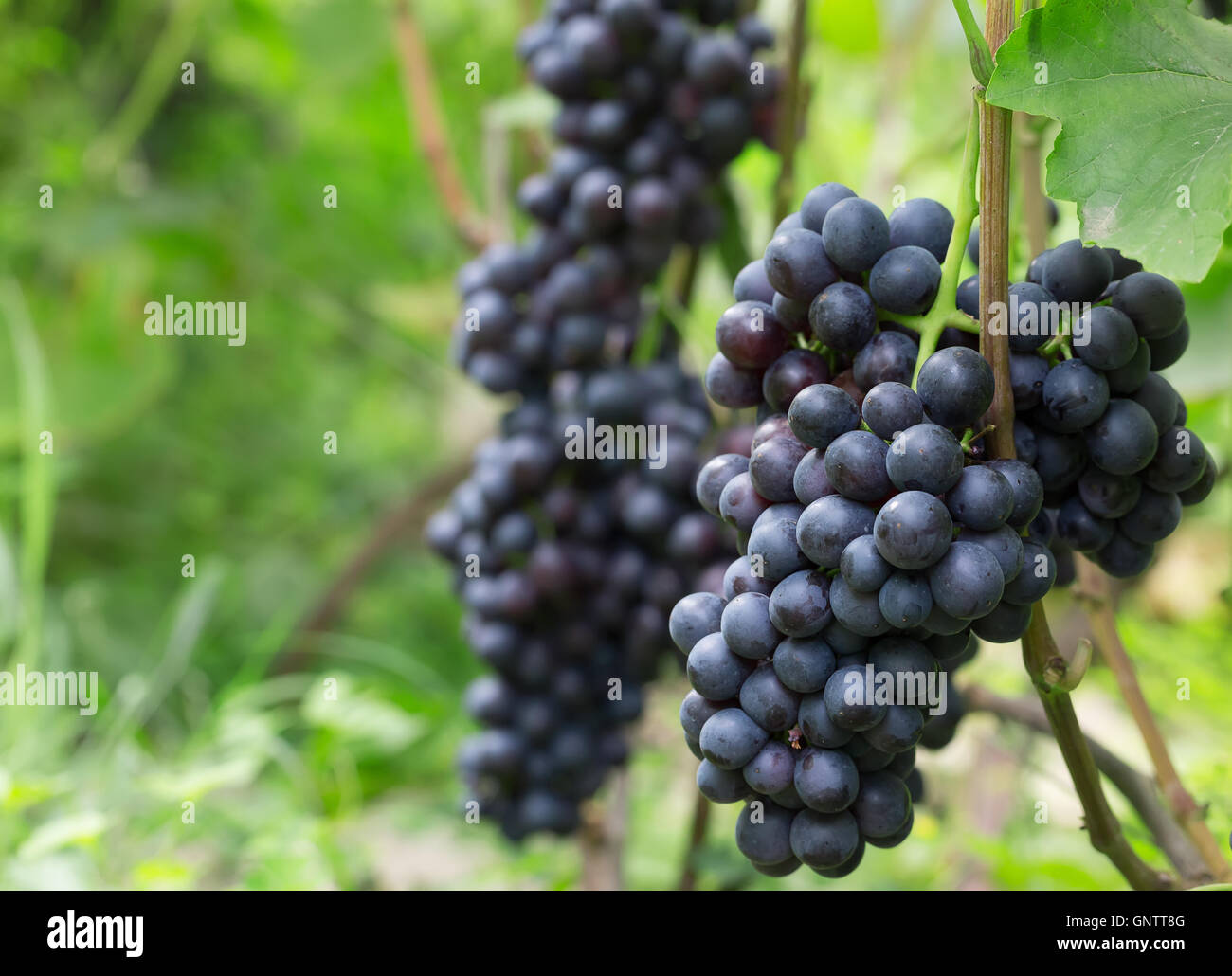 Purple grapes hi-res stock photography and images - Alamy