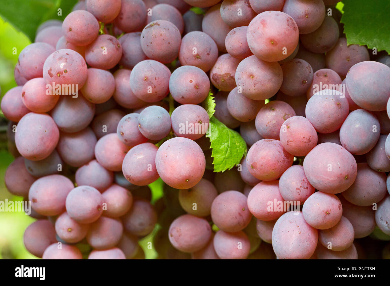 Grapes up close hi-res stock photography and images - Alamy