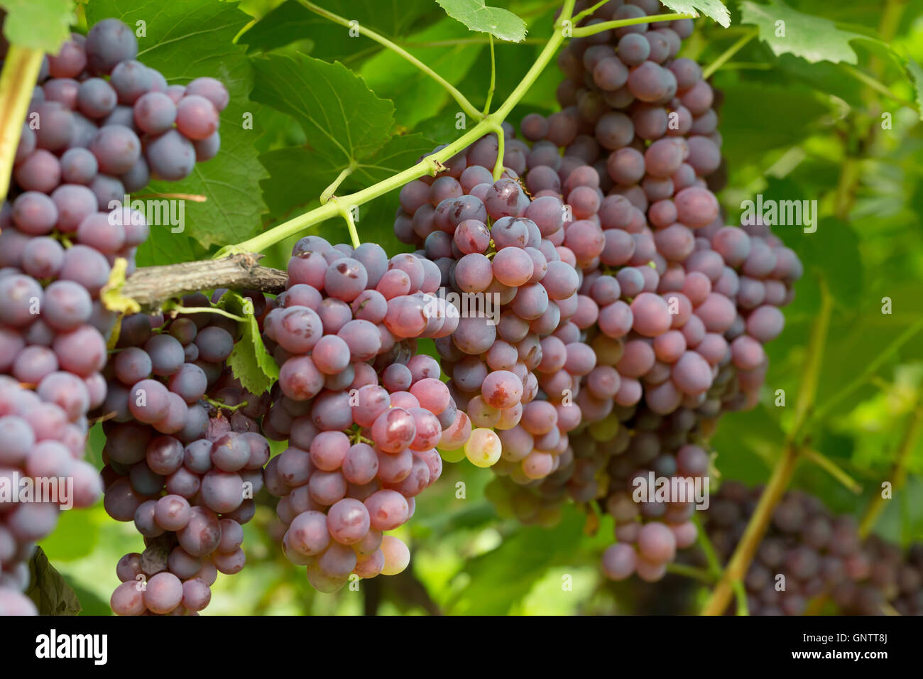 Grapes up close hi-res stock photography and images - Alamy