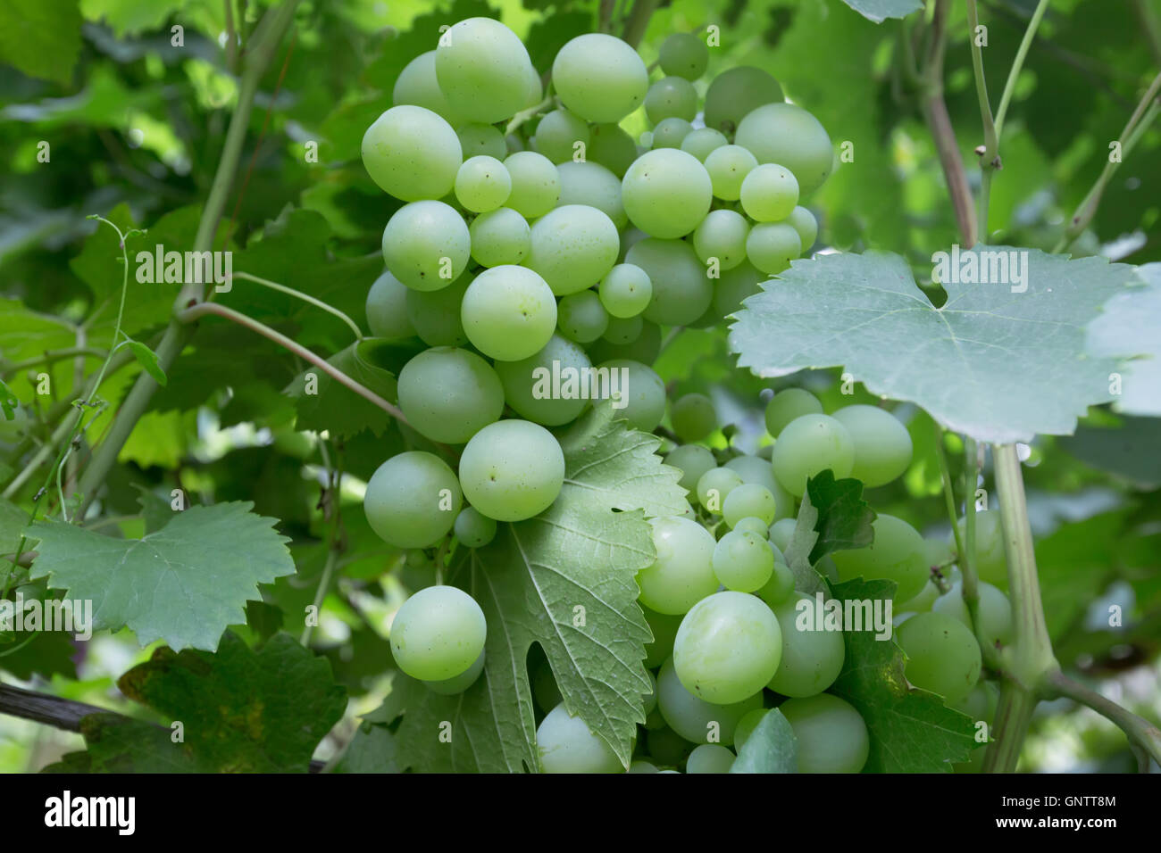 Grapes up close hi-res stock photography and images - Alamy