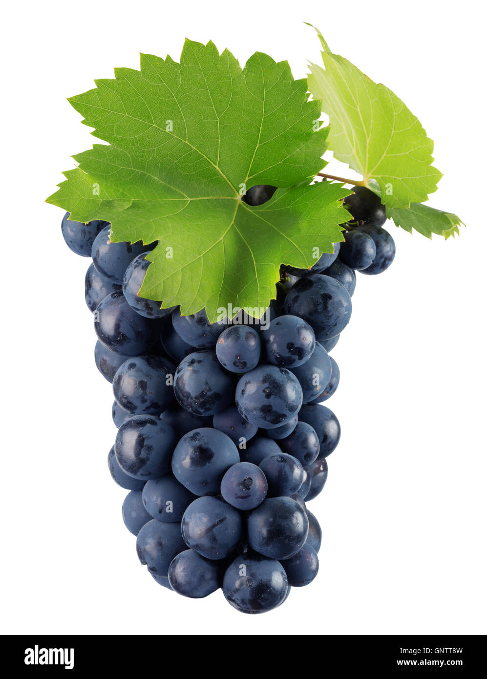 long purple grapes isolated on the white background Stock Photo - Alamy