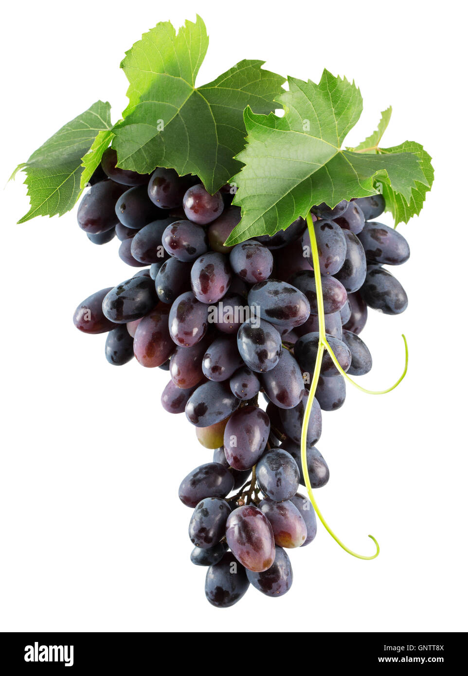 Long grapes hi-res stock photography and images - Alamy