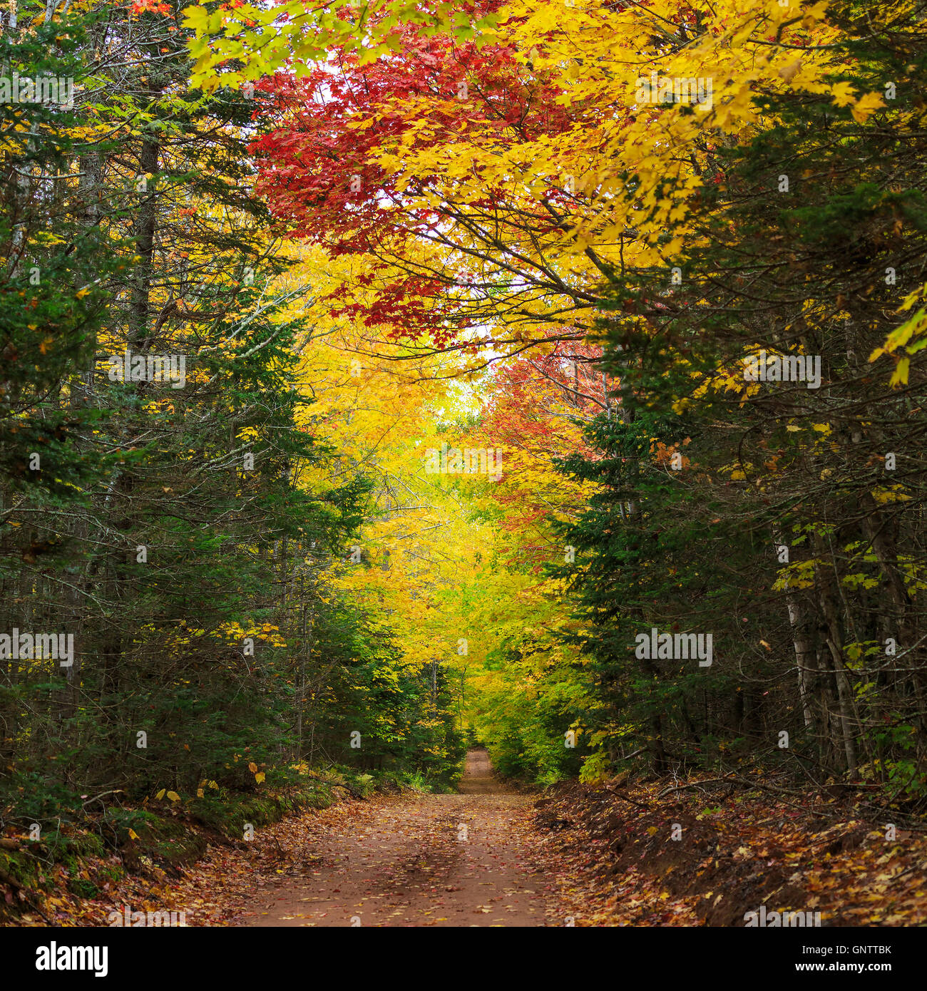 Prince edward island island walk hi-res stock photography and images ...