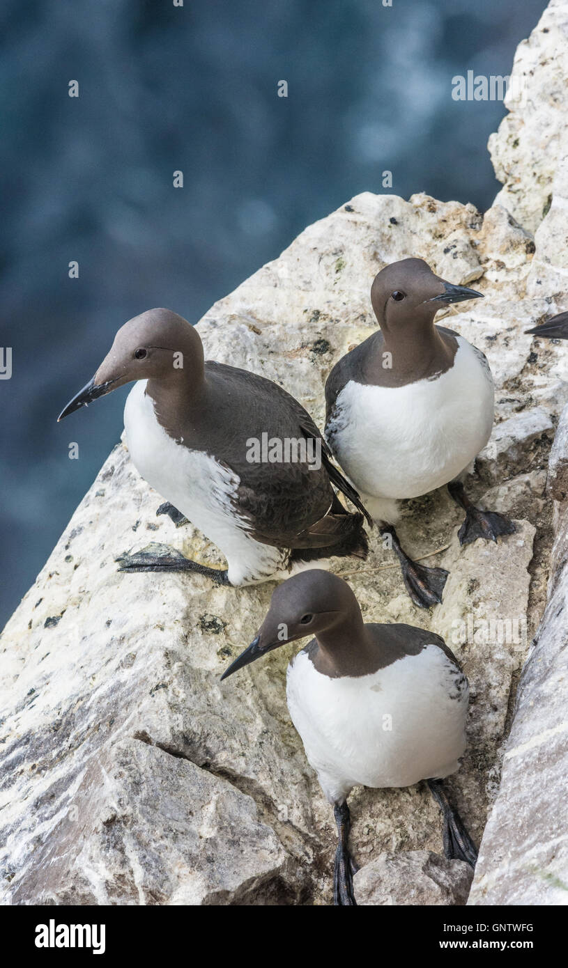 Pelagic seabird colonies hi-res stock photography and images - Alamy