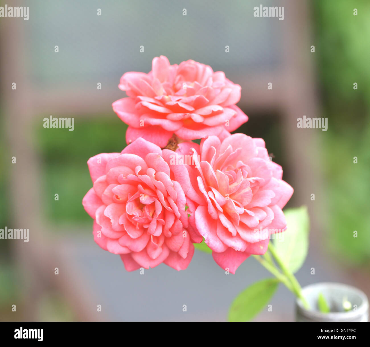 Pink English Rose - Lady Penelope Stock Photo - Alamy