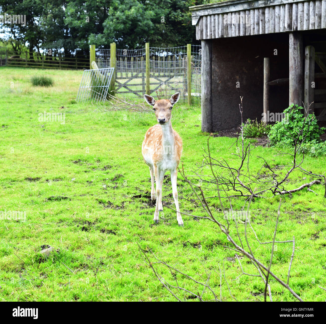 Doe Fallow Deer watching you Stock Photo - Alamy