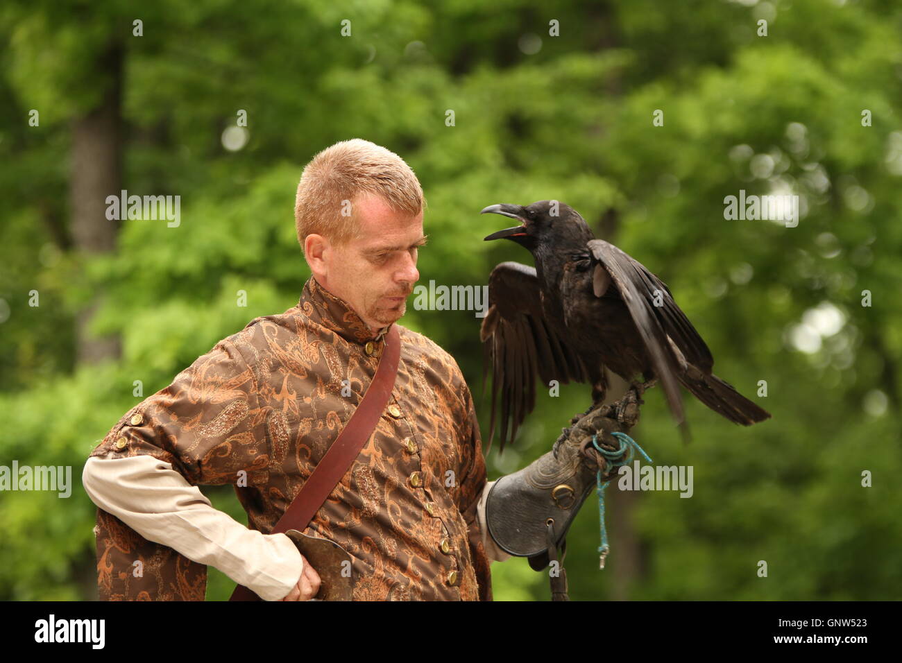 Common raven corvus corax landing hi-res stock photography and images ...