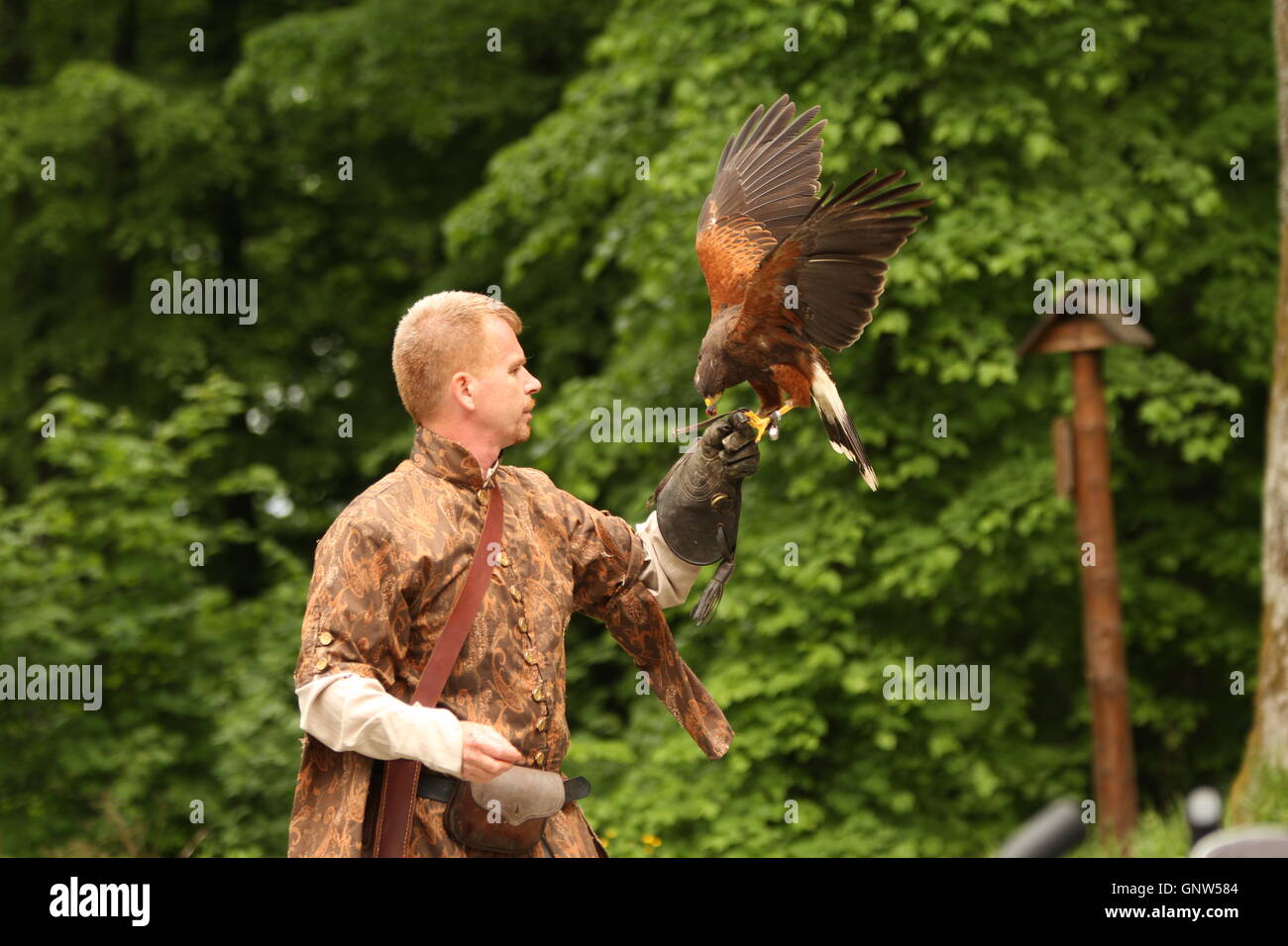 Falconer hawker falconry hawk hi-res stock photography and images - Alamy