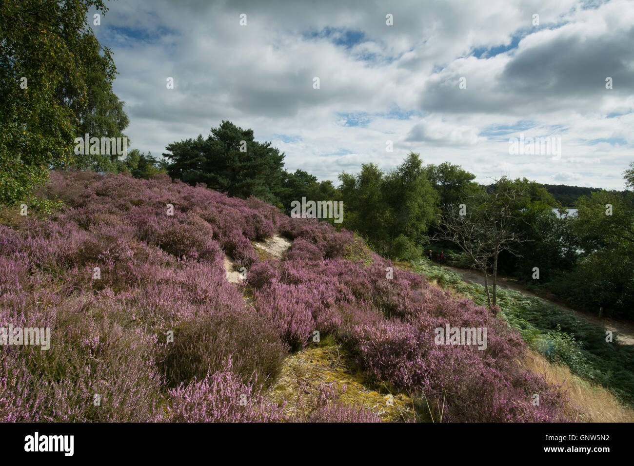 Heather covered hill hi-res stock photography and images - Alamy