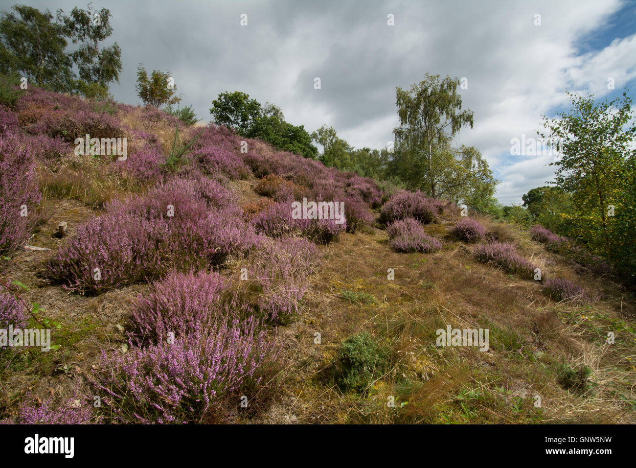 Frensham common summer hi-res stock photography and images - Alamy