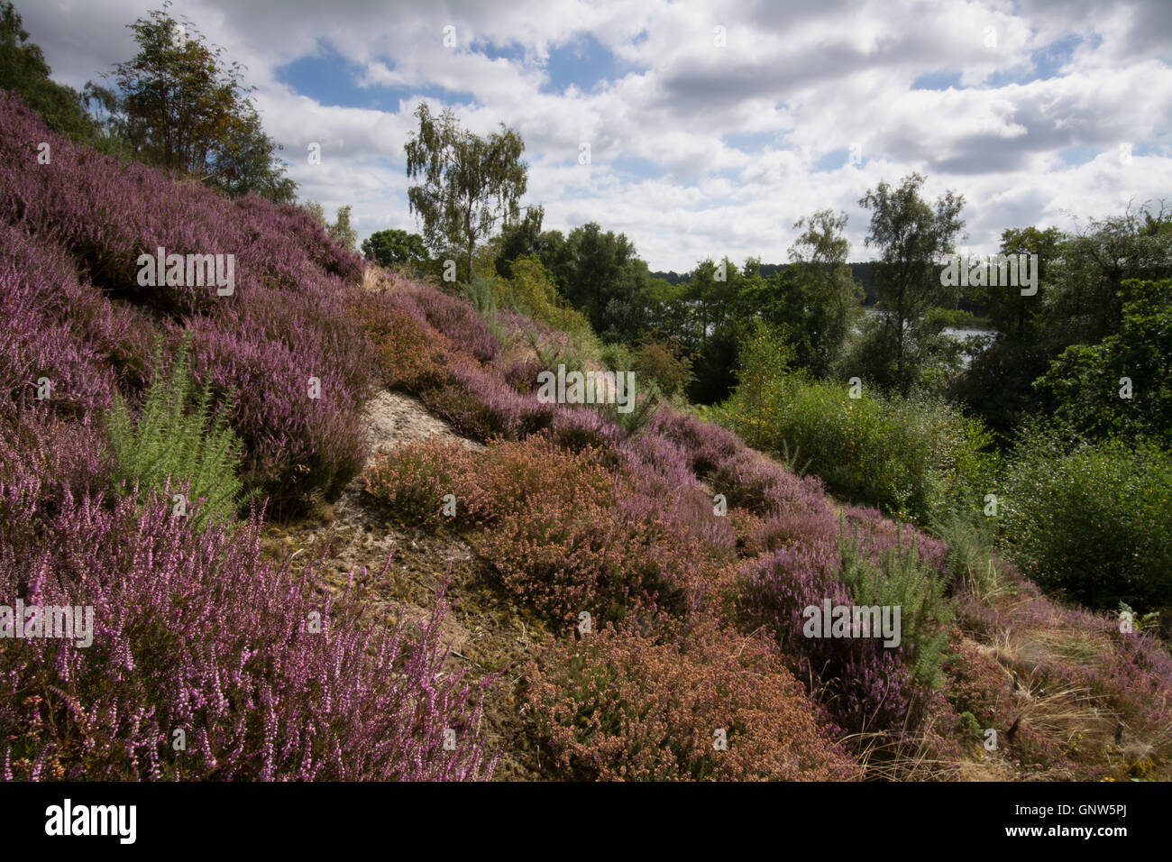 Heather covered hillside hi-res stock photography and images - Alamy