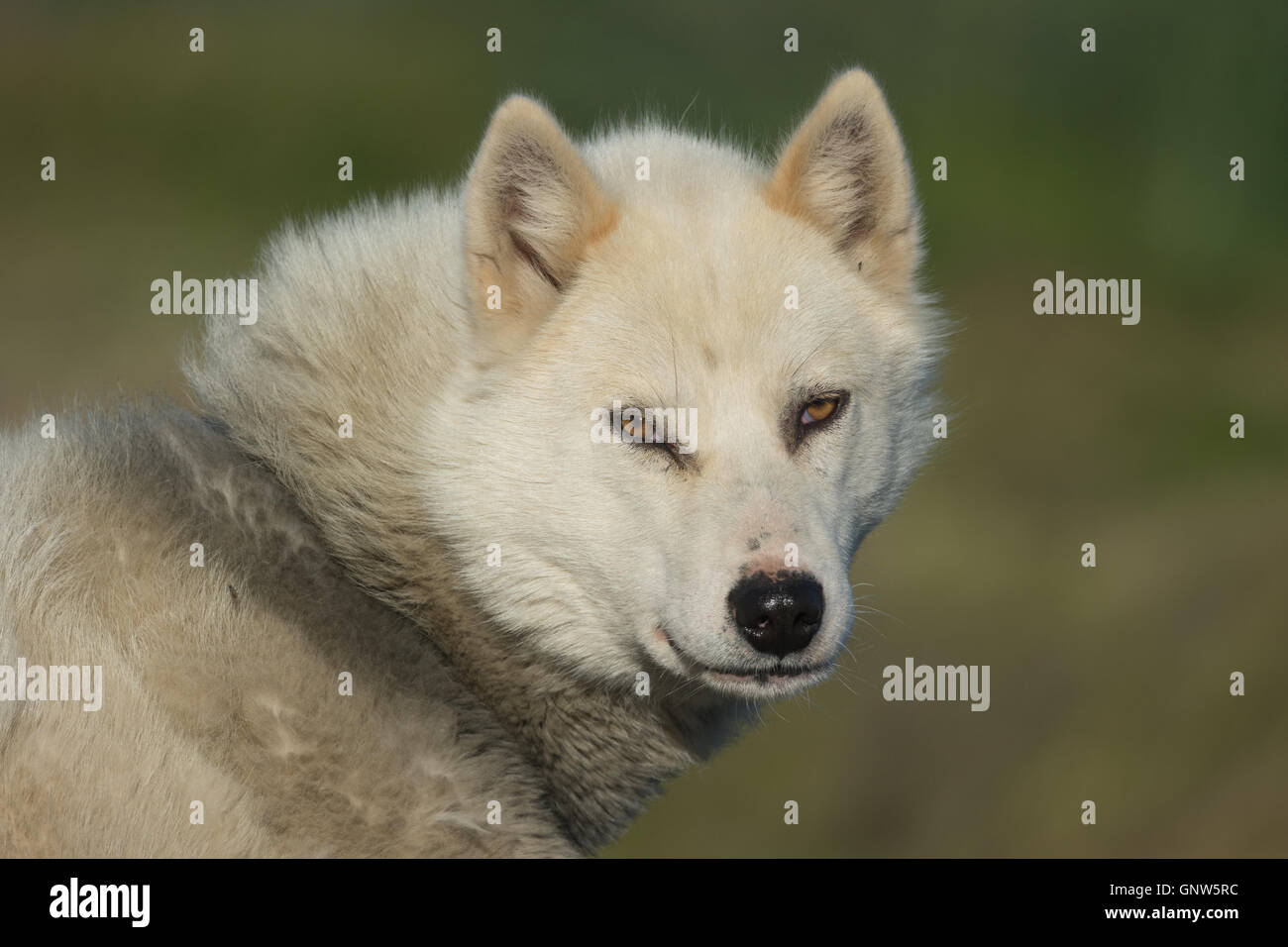 Greenland wolf hi-res stock photography and images - Alamy