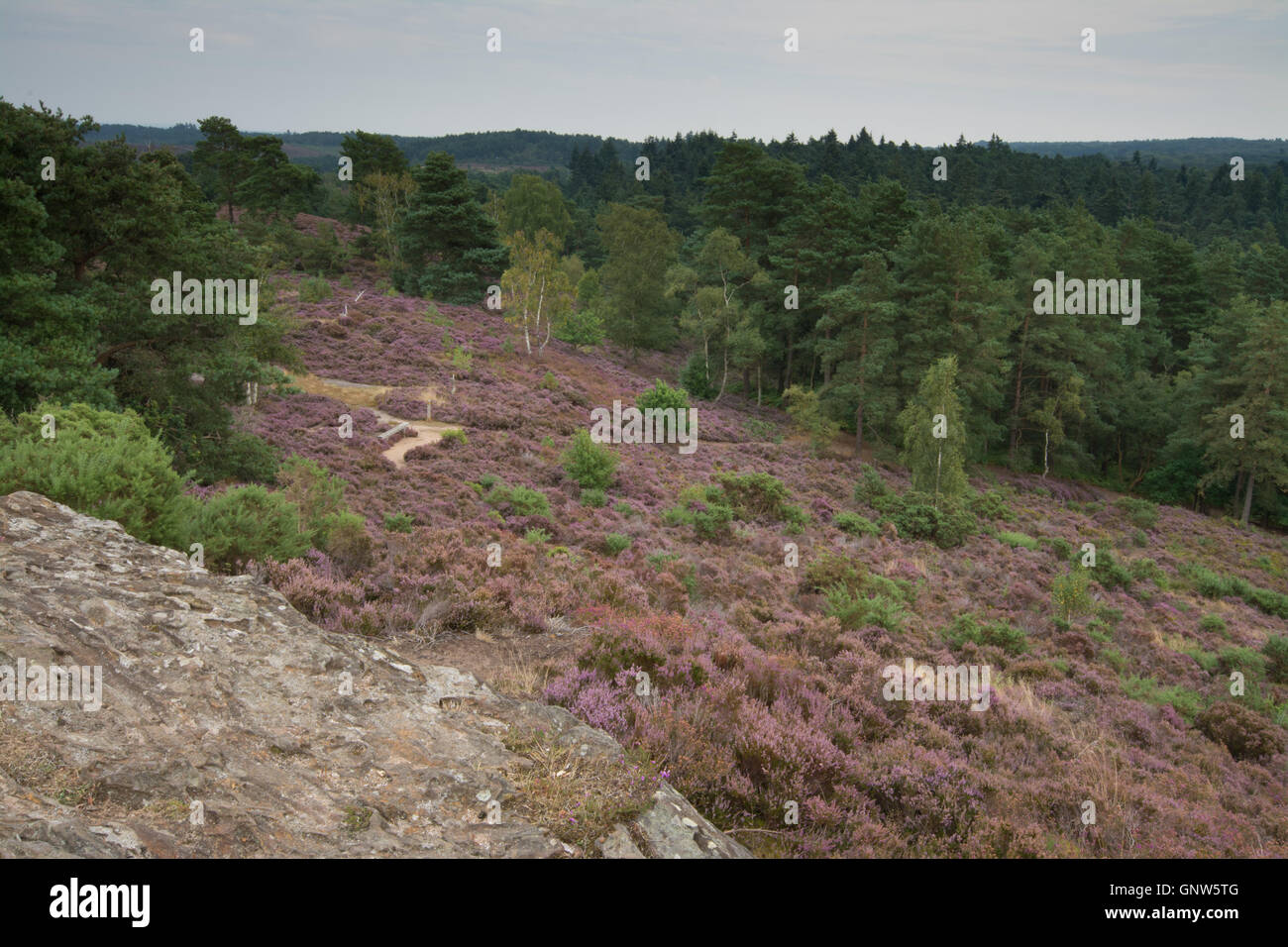 View of Stony Jump (the Devil's Jumps), Frensham Common, Surrey ...