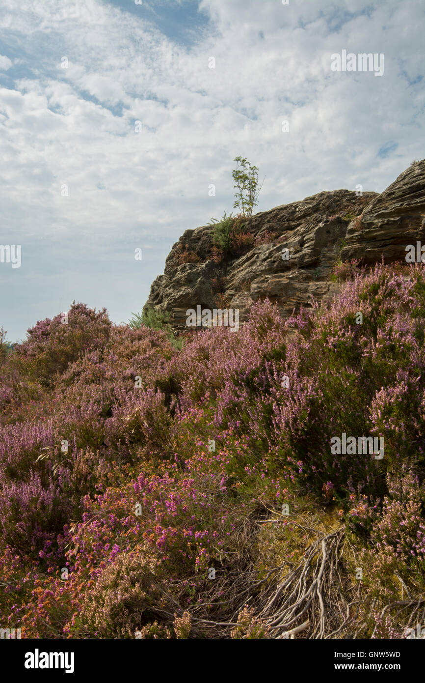 Devil's jump surrey hi-res stock photography and images - Alamy