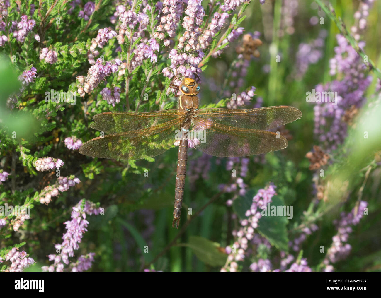 Brown hawker dragonfly uk hi-res stock photography and images - Alamy