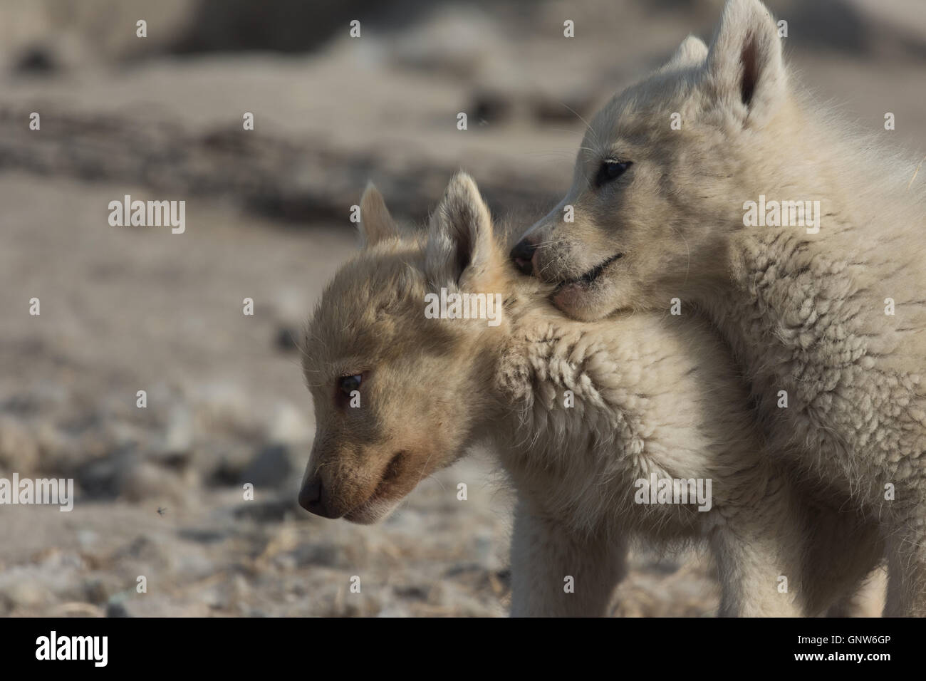 Greenland wolf hi-res stock photography and images - Alamy
