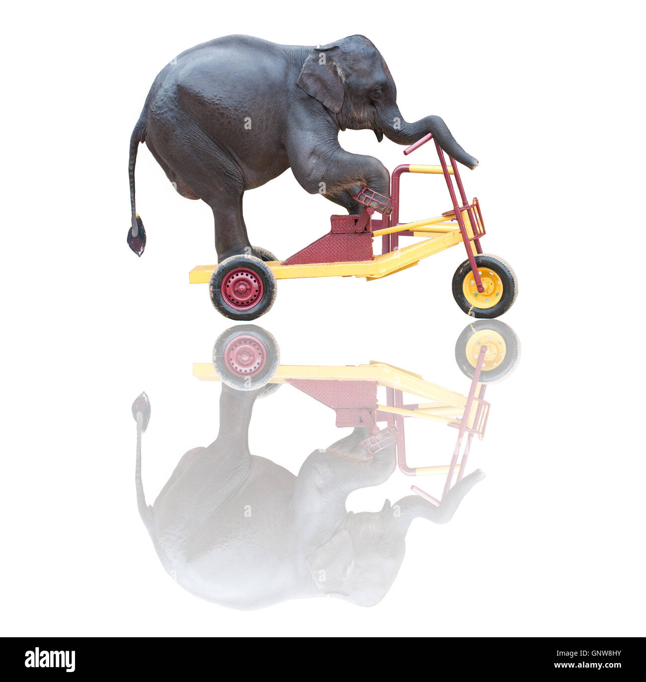 Elephant on a bicycle hi-res stock photography and images - Alamy