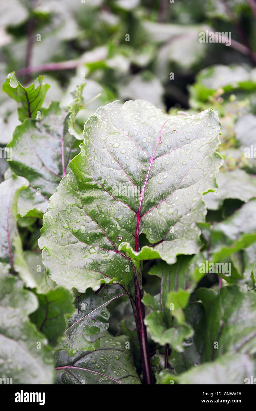Close up of beet leaves with raindrops Stock Photo - Alamy