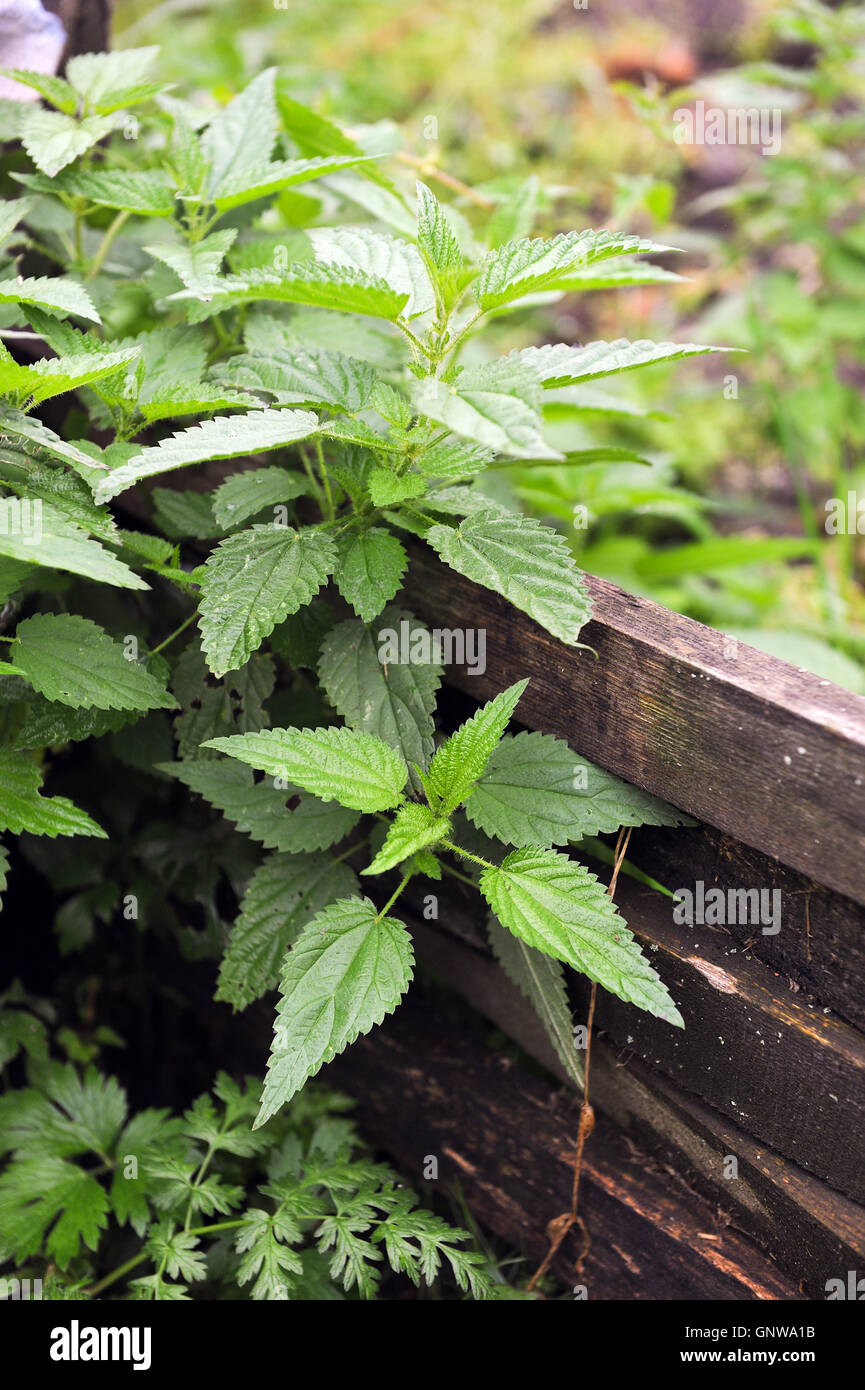 Close up of green weed plants Stock Photo - Alamy