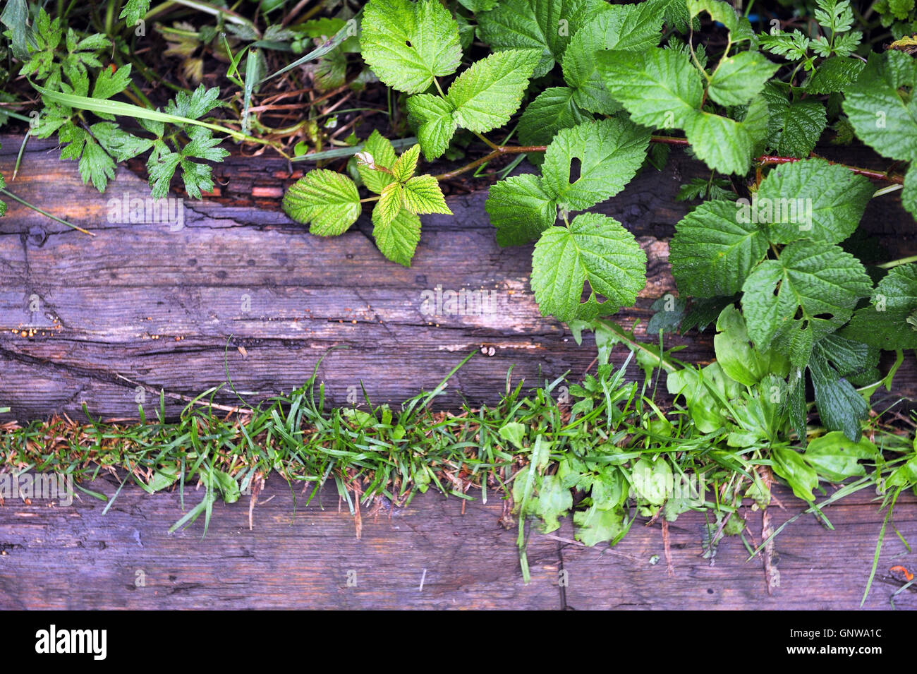 Weed drop hi-res stock photography and images - Alamy