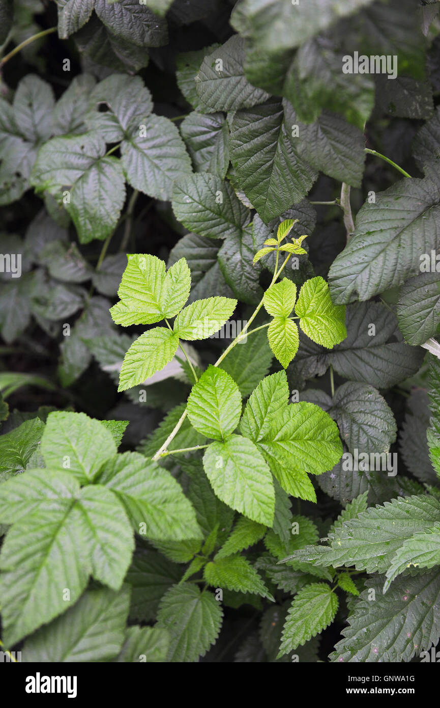Raspberry plant in garden in beginning of autumn Stock Photo - Alamy