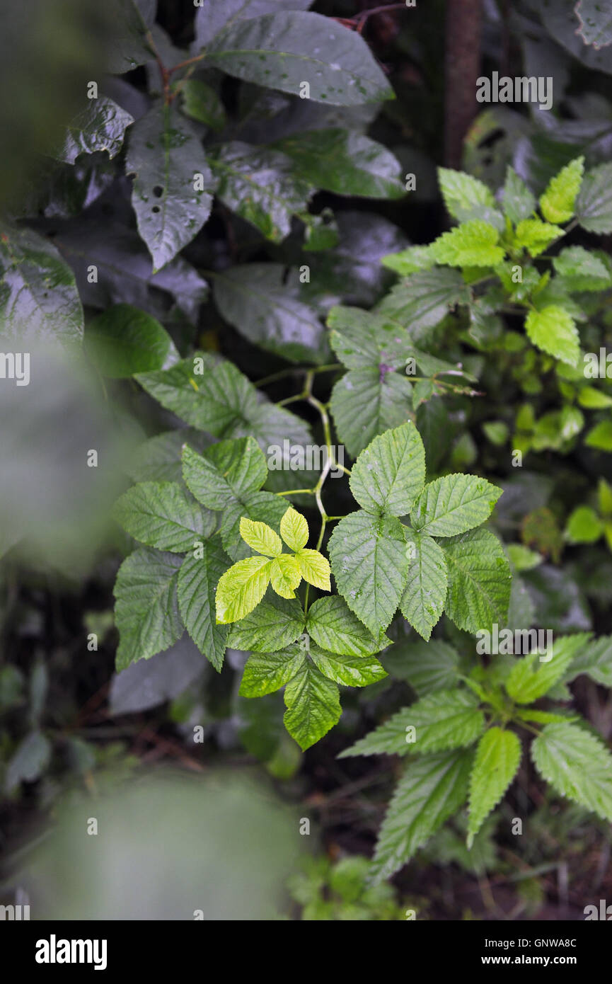 Raspberry plant in garden in beginning of autumn Stock Photo - Alamy