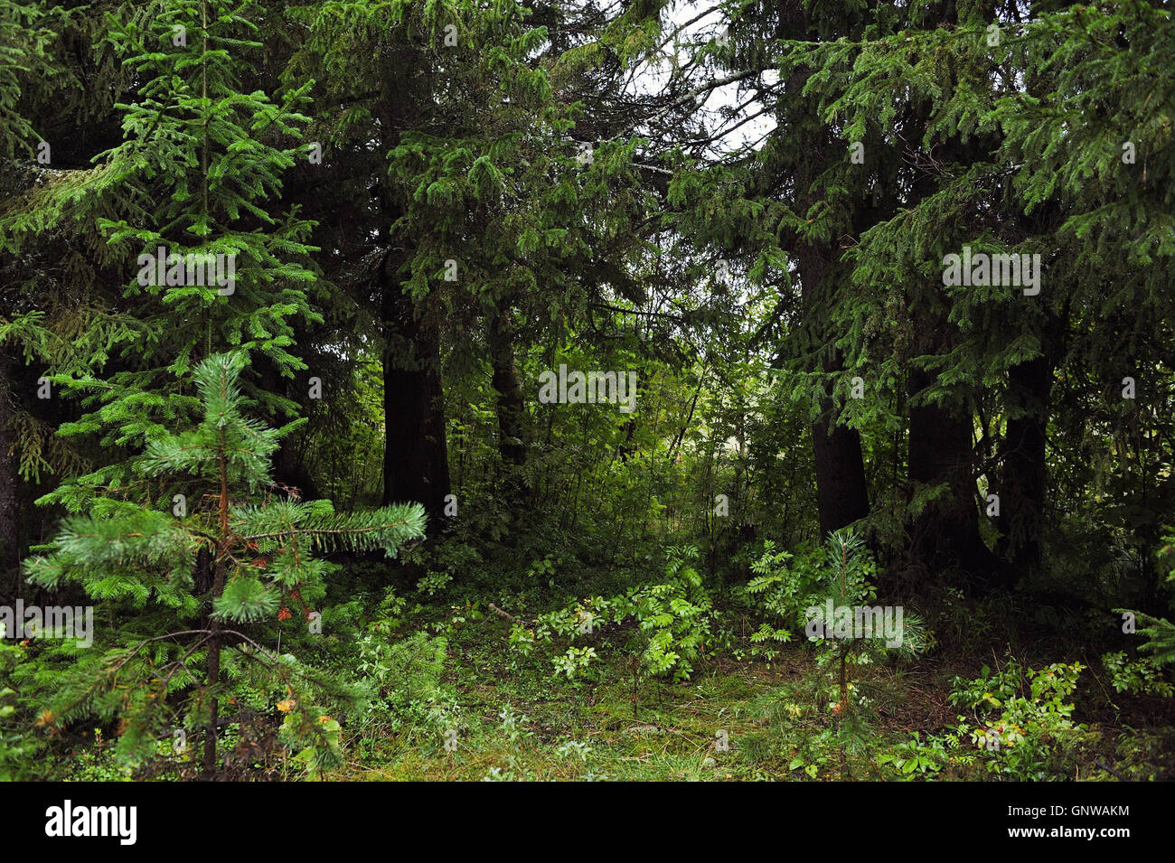 Taiga forest landscape in the rain rain in beginning of autumn Stock ...