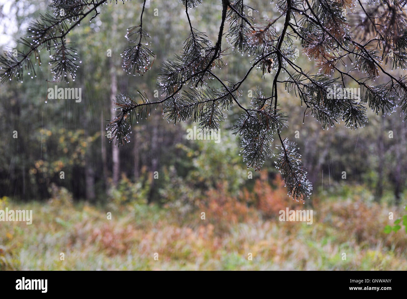 Taiga forest details in the rain rain in beginning of autumn Stock ...
