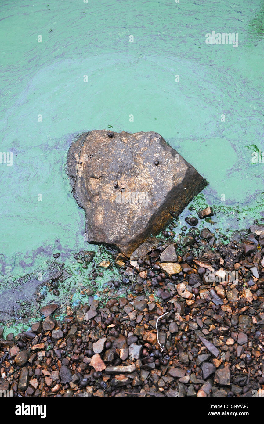 Dirty, overgrown with slime section of the river Stock Photo - Alamy