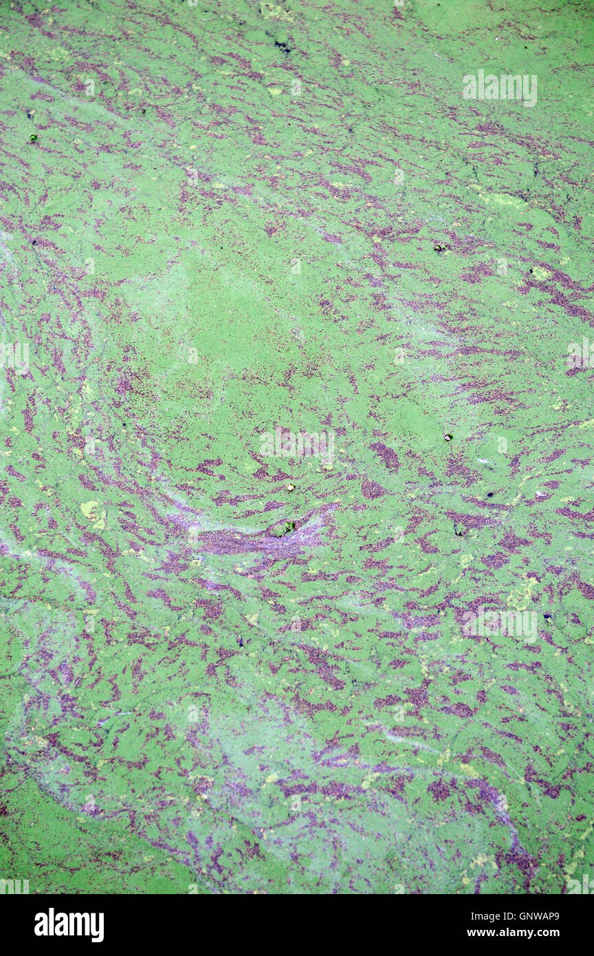 Dirty, overgrown with slime section of the river Stock Photo - Alamy