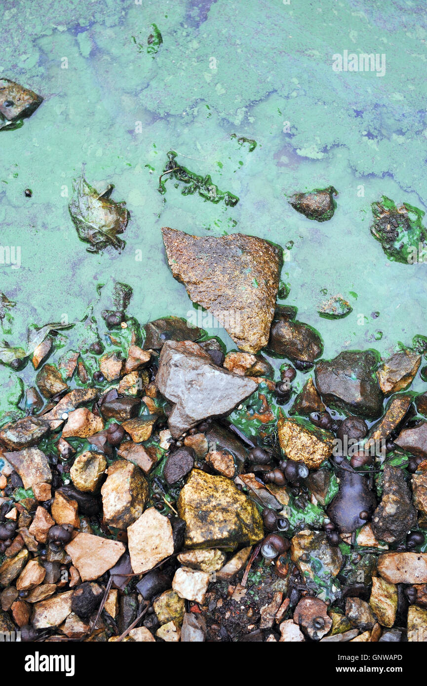 Dirty, overgrown with slime section of the river Stock Photo - Alamy