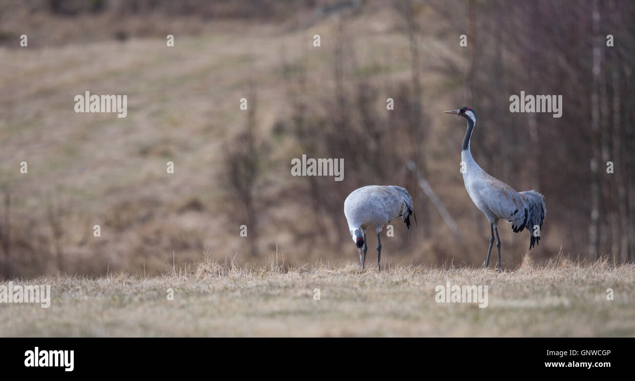 Crane birds hi-res stock photography and images - Alamy