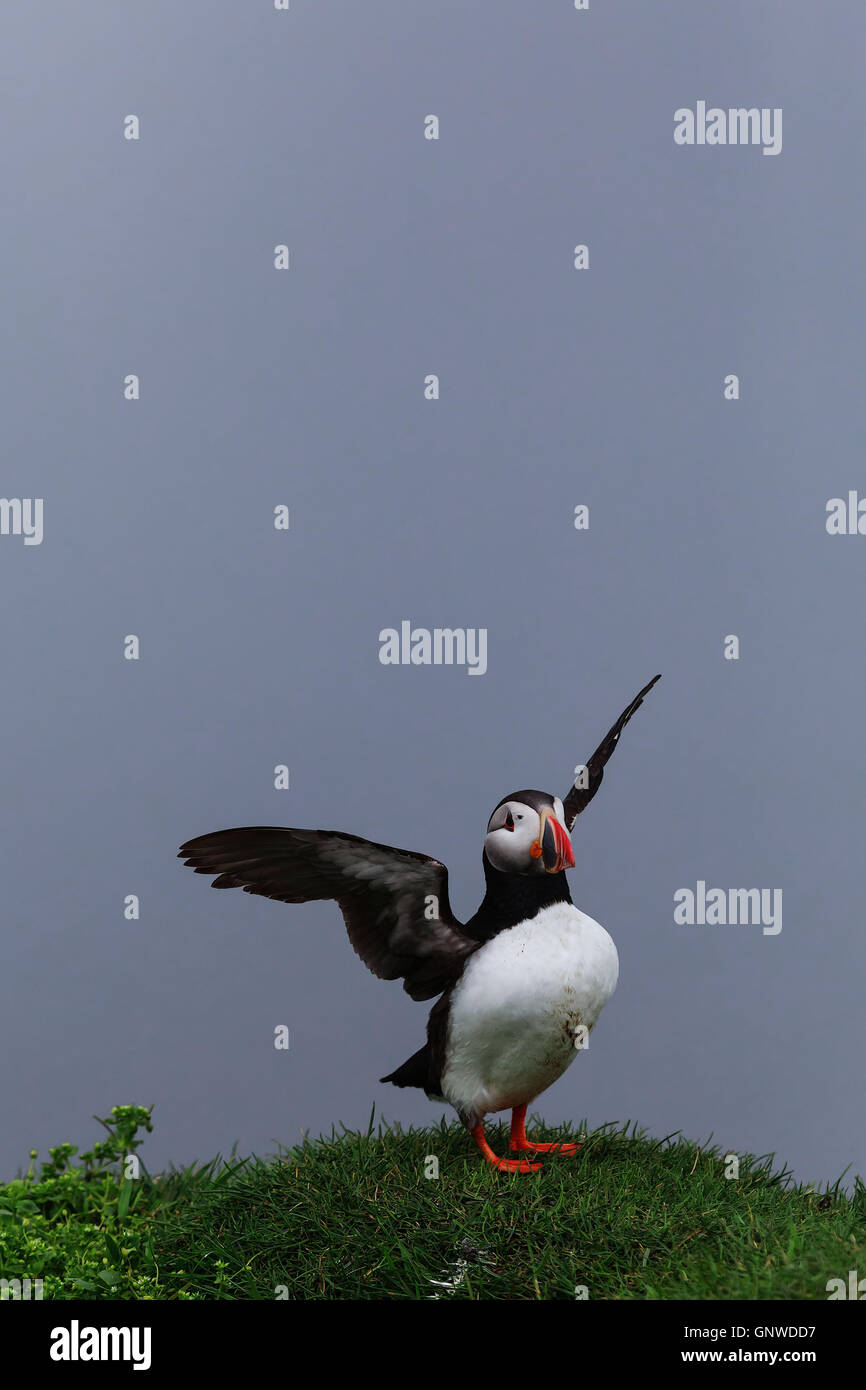 Puffin stretching wings hi-res stock photography and images - Alamy