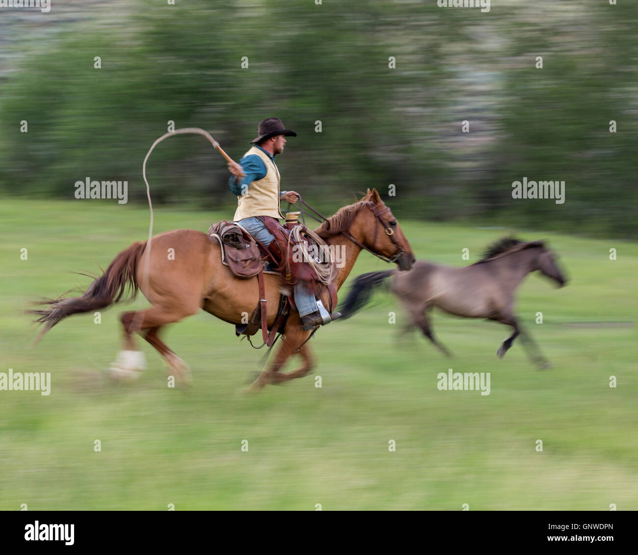 Rounding up horses hi-res stock photography and images - Alamy