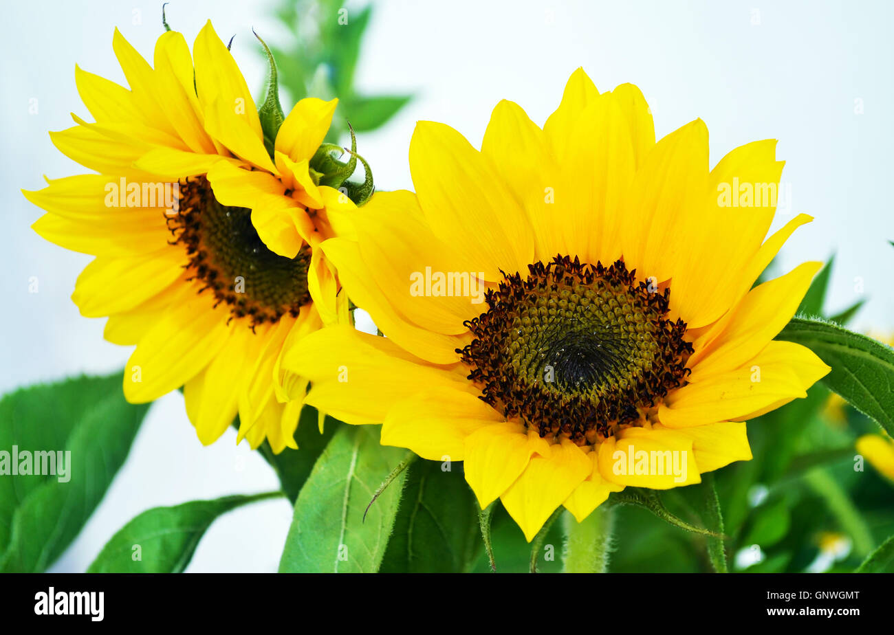 yellow sunflower - helios - big yellow flower bouquet in vase Stock ...