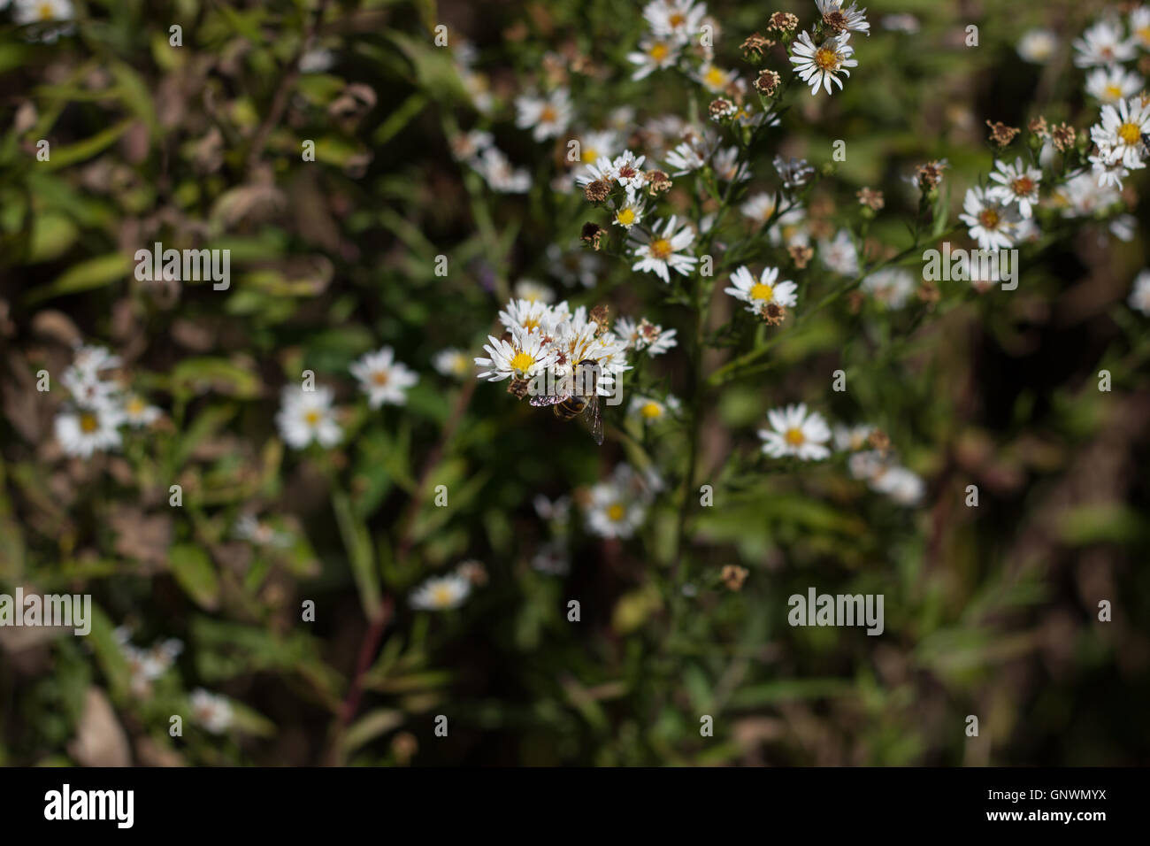 Bee white hi-res stock photography and images - Alamy