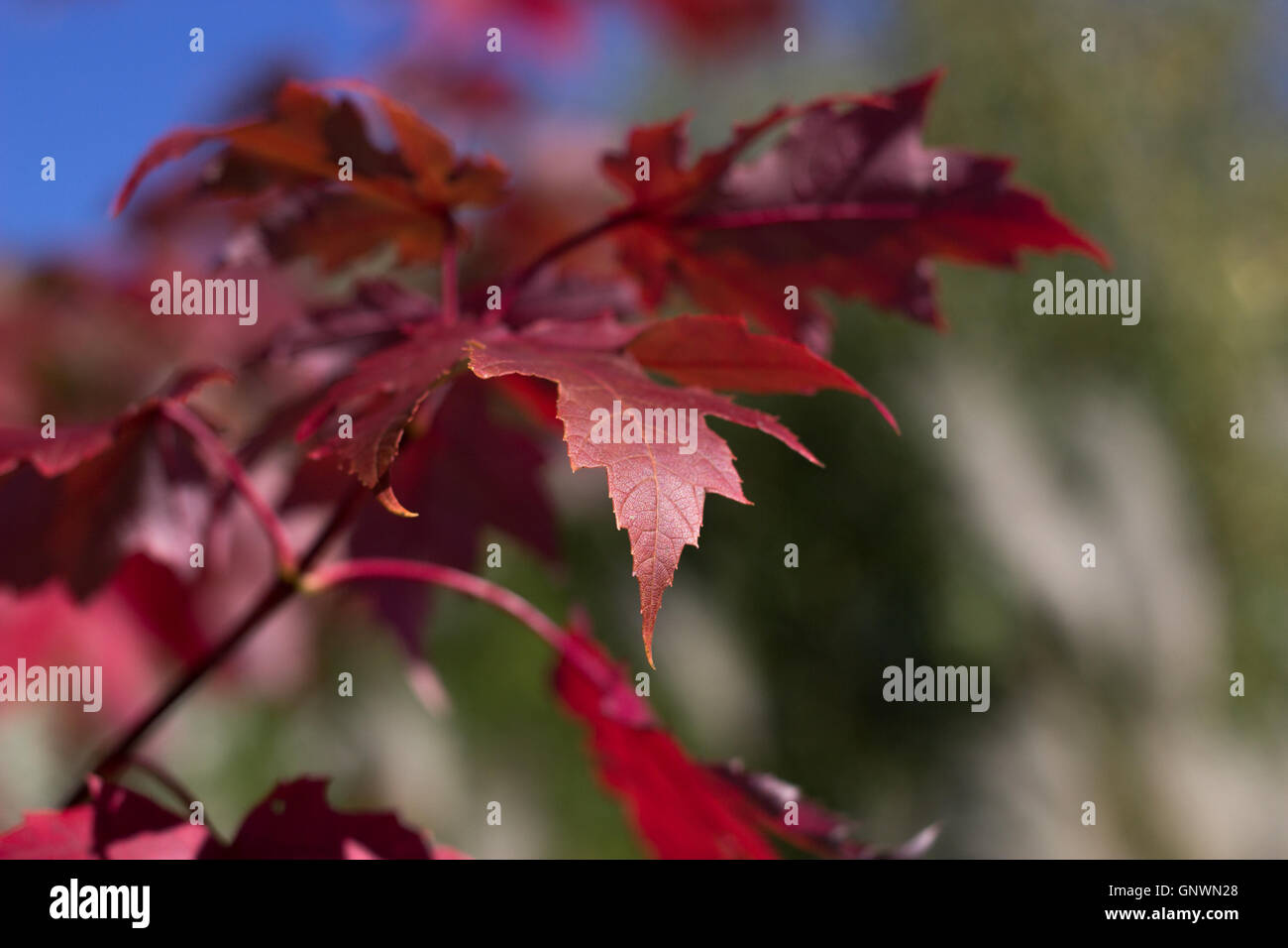 Field maple autumn leaf hi-res stock photography and images - Alamy