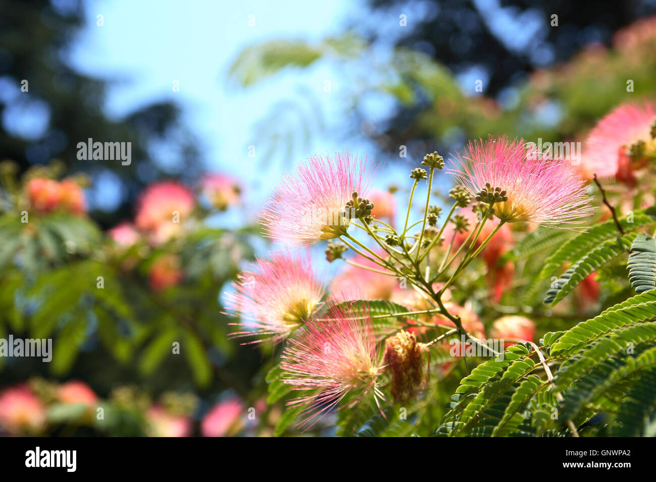 Albizia tree hi-res stock photography and images - Alamy